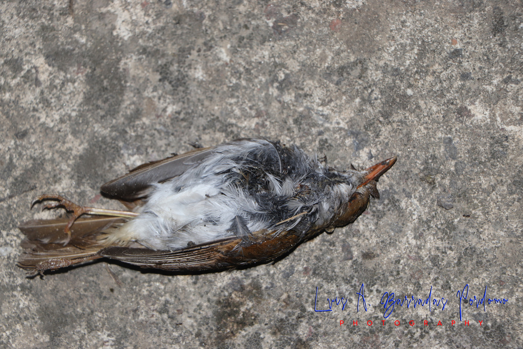 Orange-billed Nightingale-Thrush from Rancho El sinaí- Jilotepec, Ver ...