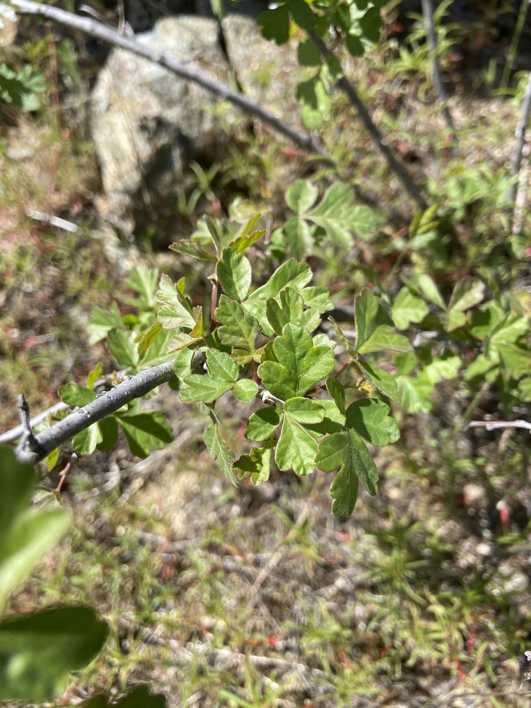 fragrant sumac from Shasta-Trinity National Forest, Lewiston, CA, US on ...