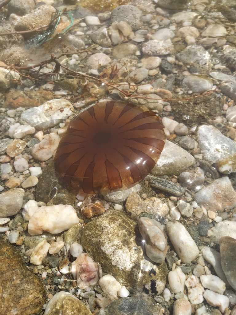 Compass Jelly from Greece on May 29, 2022 at 10:39 AM by Thodoris ...