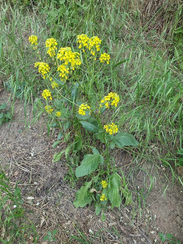 Charlock mustard from Barrandov, Praha 5, Česko on May 22, 2022 at 06: ...