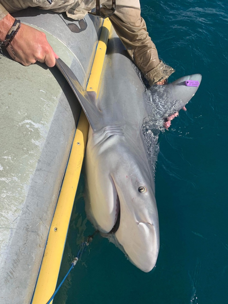 Pigeye Shark from Coral Sea, Palm Island, QLD, AU on May 29, 2022 at 09:49 PM by nicolubitz ...