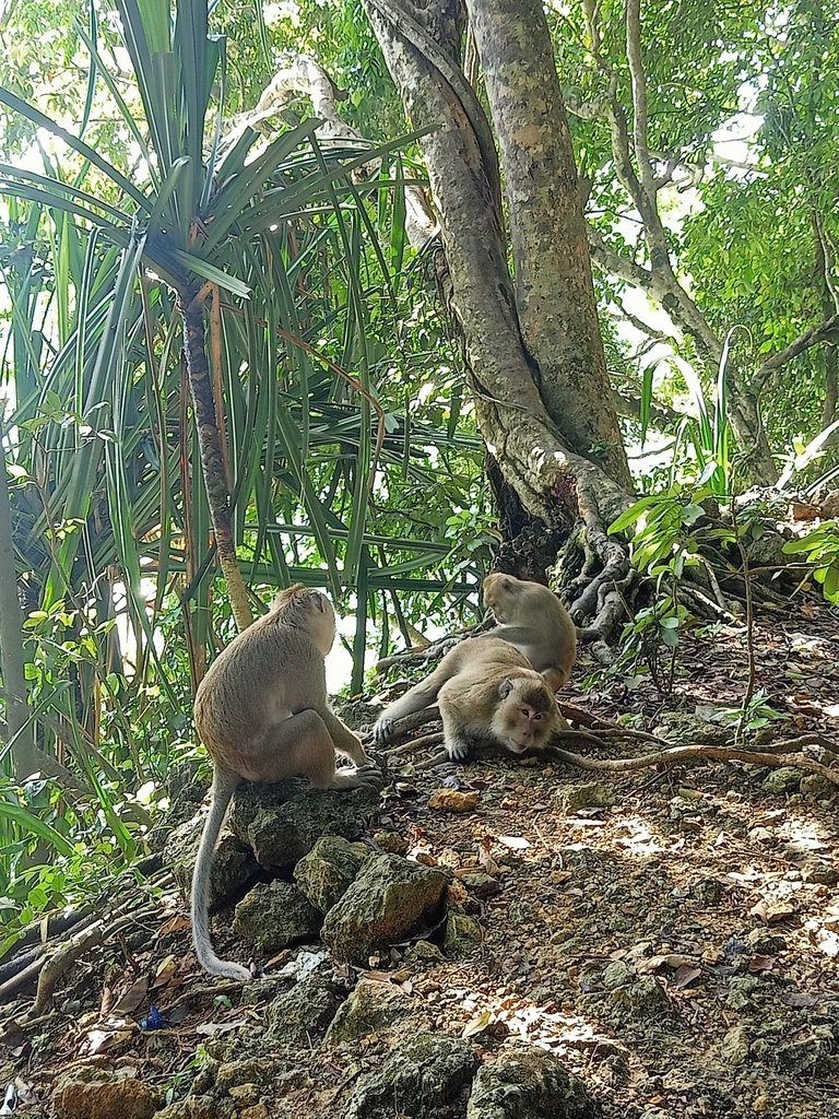 Long-tailed Macaque from Cagar Alam Pangandaran on May 29, 2022 at 08: ...