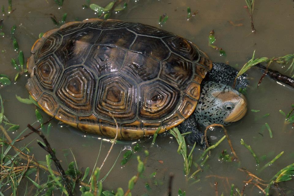 Texas Diamondback Terrapin (Malaclemys terrapin littoralis) - Marine ...