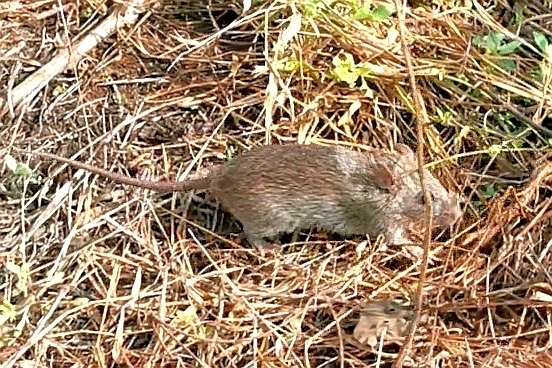 Savile's Bandicoot-rat from Tha Sao, Sai Yok District, Kanchanaburi ...