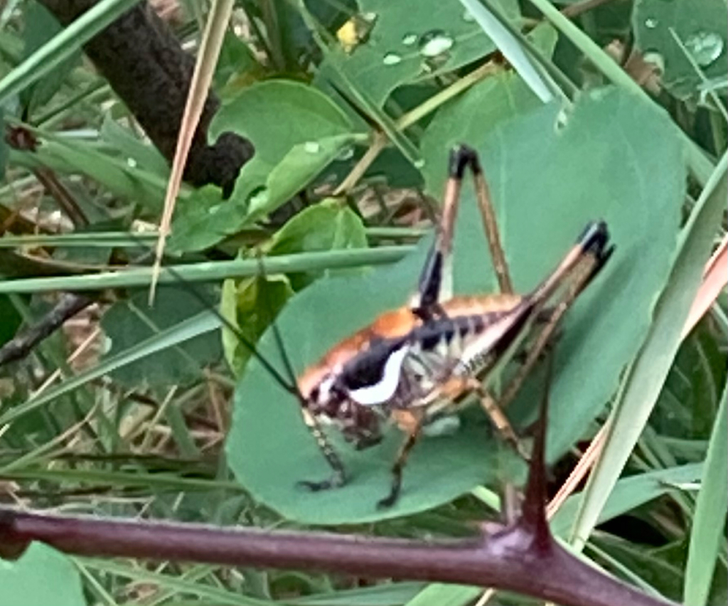 Marbled Bush-crickets in May 2022 by Ed Parr Ferris · iNaturalist