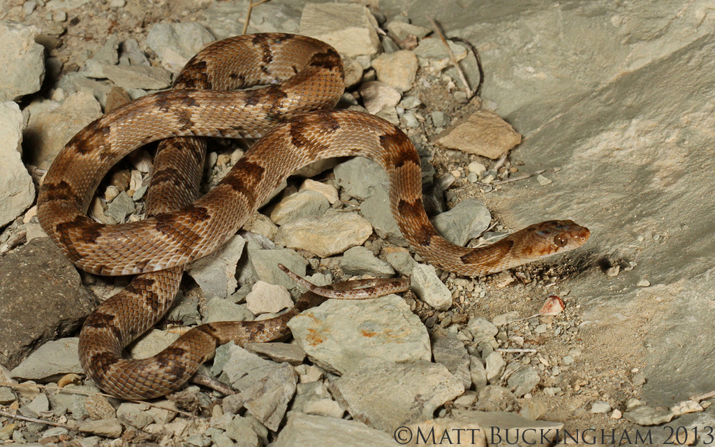 Texas Lyre Snake in July 2013 by mattbuckingham · iNaturalist