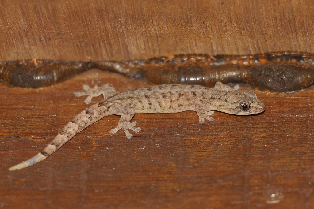 Hong Kong Slender Gecko from Hong Kong Island on May 29, 2022 at 08:37 ...