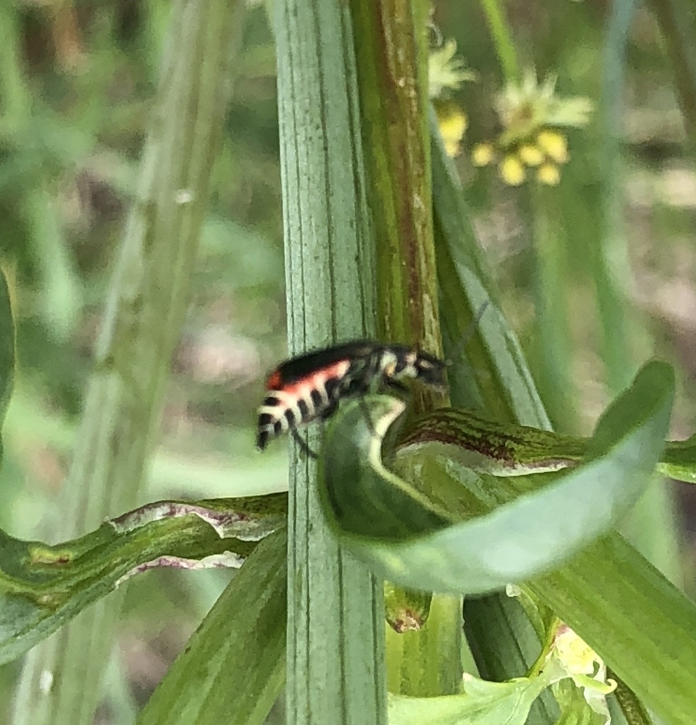 Malachite Beetles from Le Bourg, Le Sap-André, Basse-Normandie, FR on ...