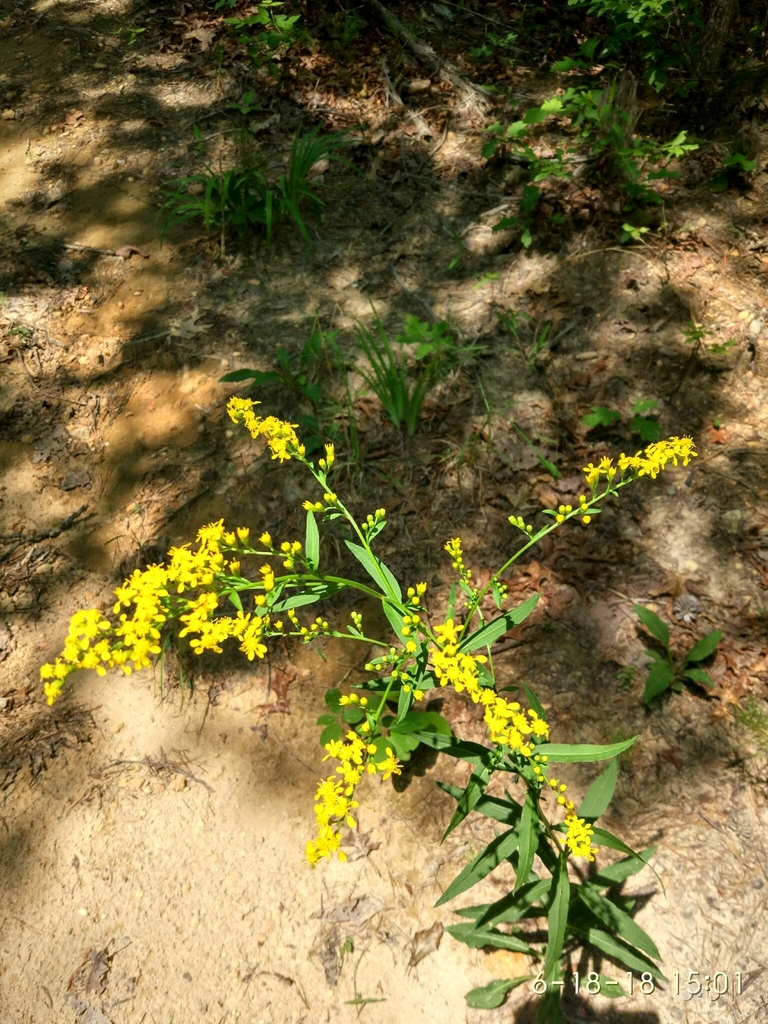 early goldenrod from Cleveland, SC 29635, USA on June 18, 2018 at 03:01 ...