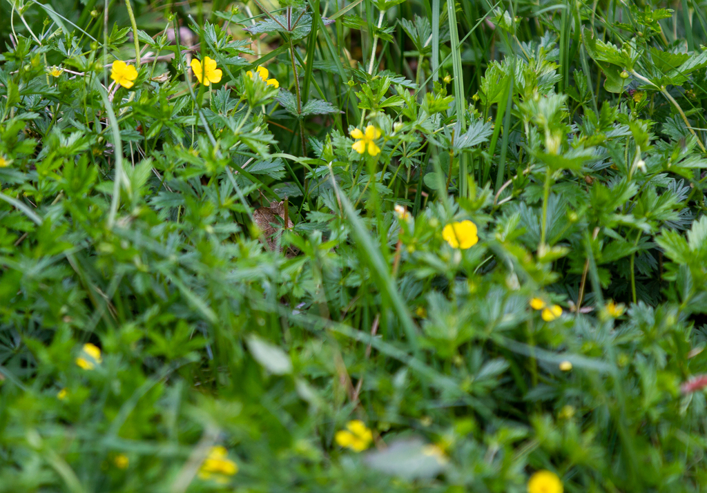 Tormentil from 8400 Ebeltoft, Denmark on May 28, 2022 at 02:45 PM by ...