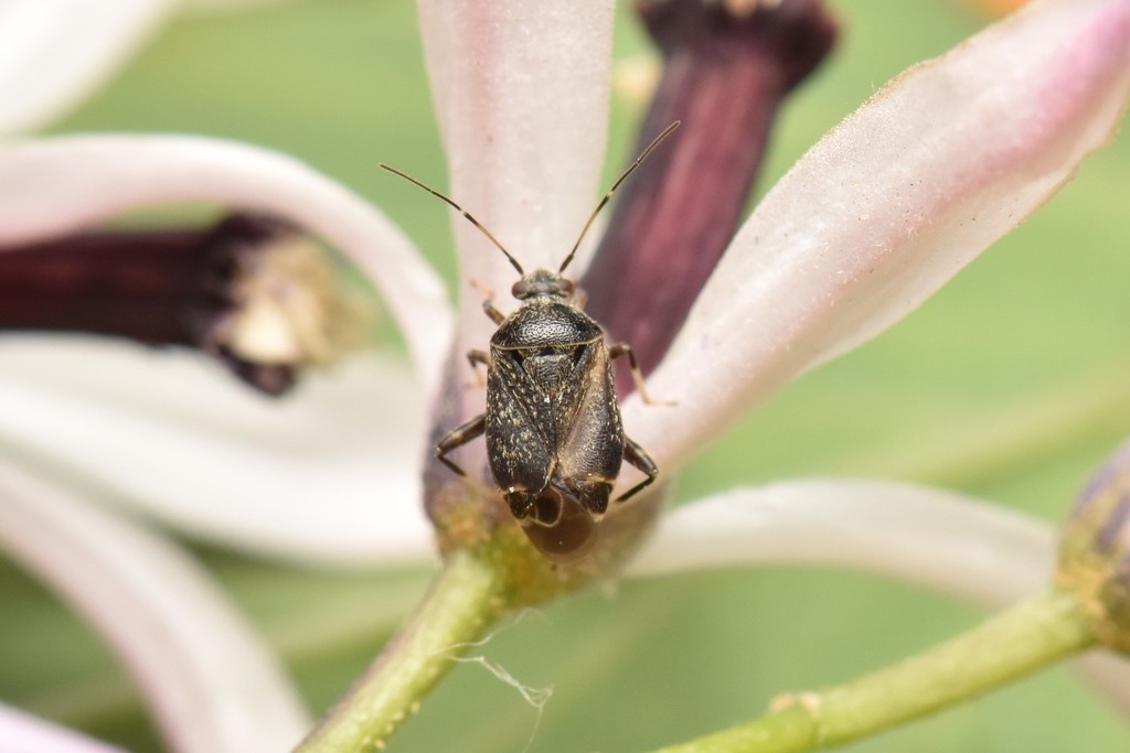 Charagochilus longicornis from 대한민국 제주특별자치도 서귀포시 대정읍 on May 18, 2022 at ...