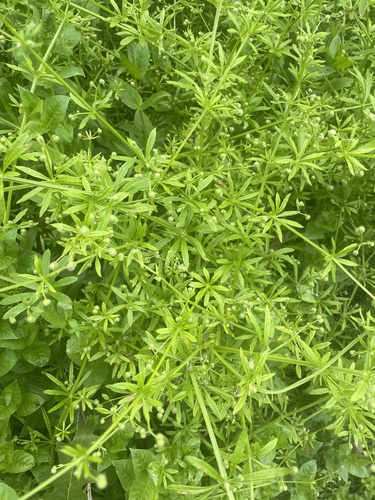 Observations by stephasaurus · iNaturalist