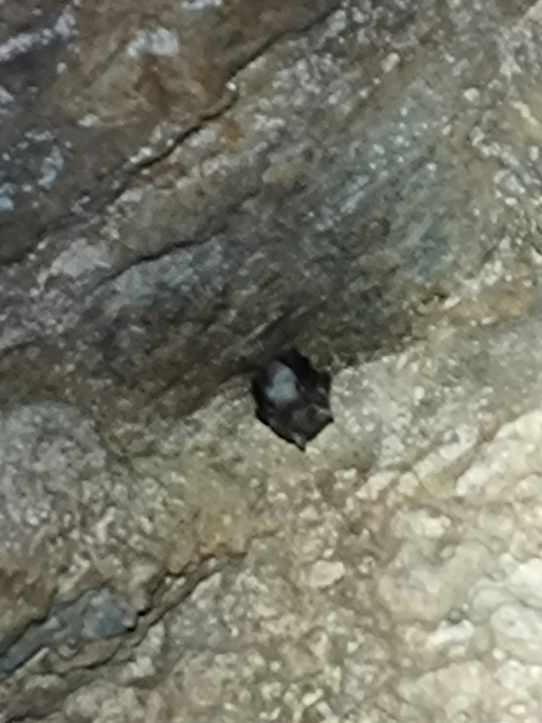 Townsend's Big-eared Bat from 14700 San Miguel Ajusco, CDMX, México on ...