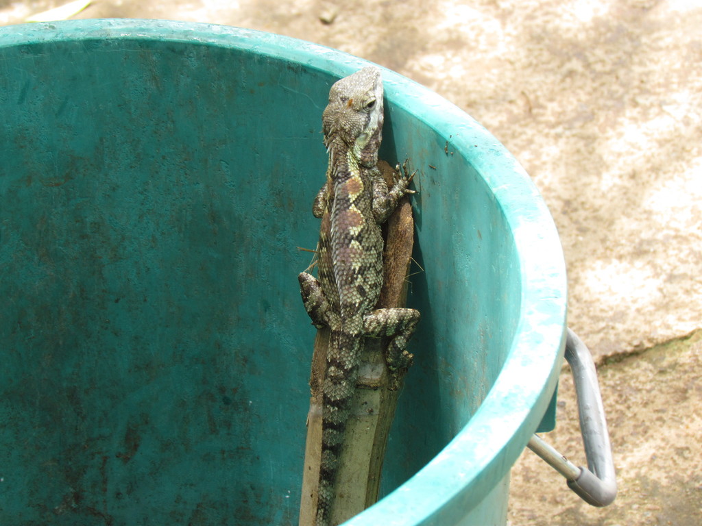 Oriental Forest Lizards from Huay Pakoot on June 18, 2015 by ...