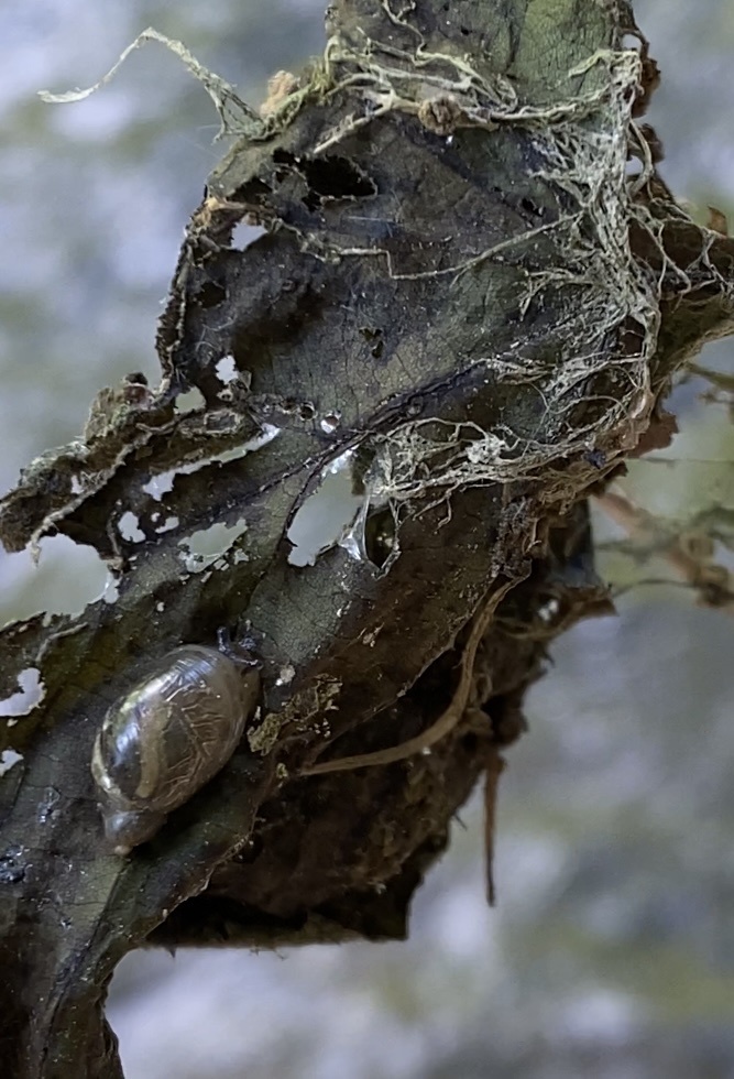 Chittenango Ovate Amber Snail in May 2022 by savannah · iNaturalist