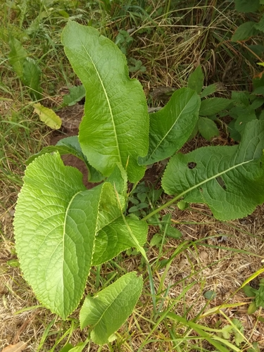 Wild Horseradish Plant