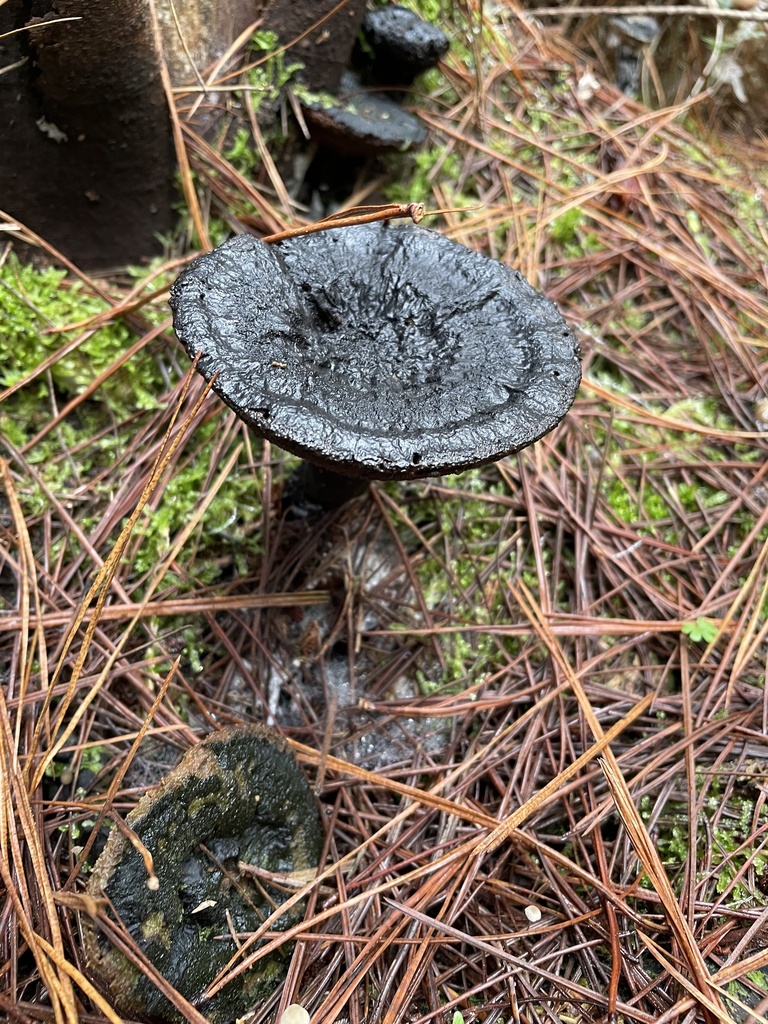 red-staining stalked polypore from Cathedral Ward, Narbethong, VIC, AU ...
