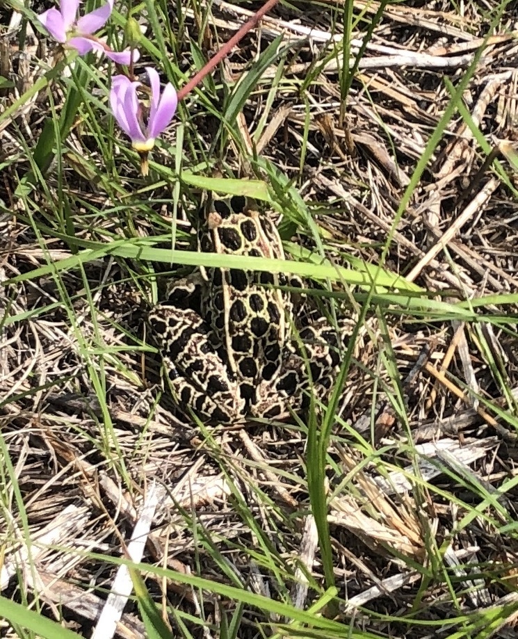 Northern Leopard Frog from Pleasant Prairie, WI, US on May 29, 2022 at ...