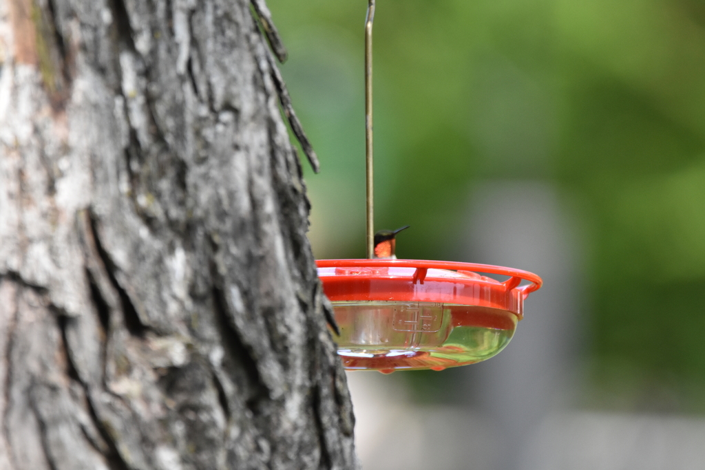 Ruby-throated Hummingbird in April 2022 by Tyler Mowery · iNaturalist