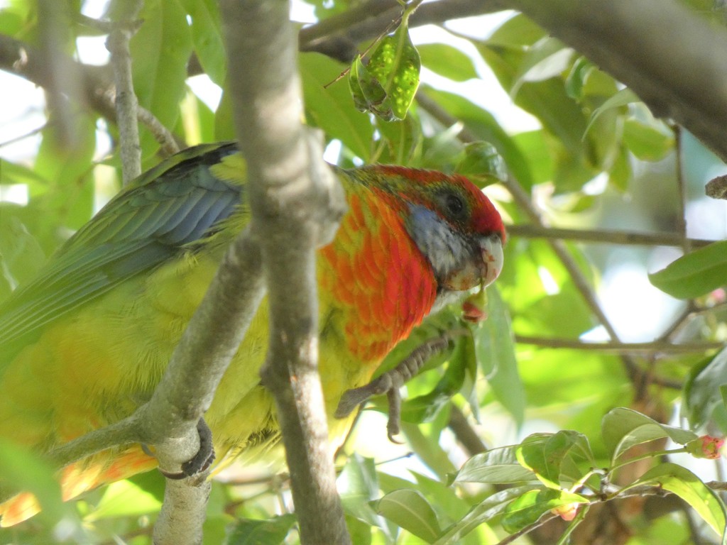 Green × Eastern Rosella in May 2022 by Tess McNeill · iNaturalist