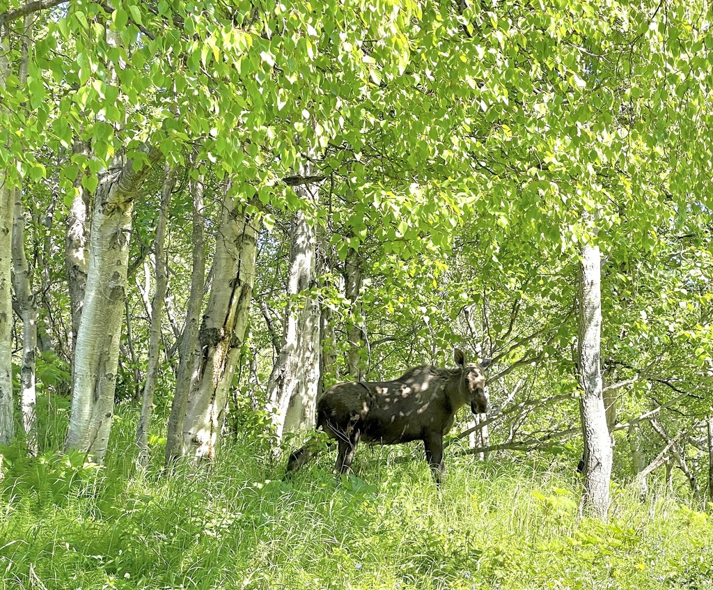 Moose from Sand Lake, Anchorage, AK, USA on May 29, 2022 at 03:30 PM by ...