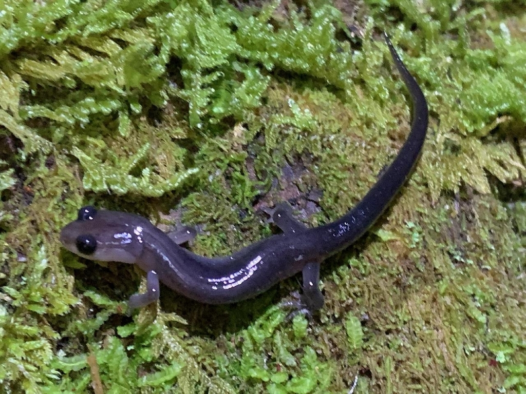 Southern Gray-cheeked Salamander in May 2022 by John Arnett · iNaturalist
