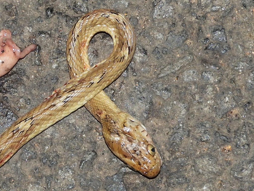 Common Cat Snake from Andhra Pradesh 533435, India on May 29, 2022 at ...