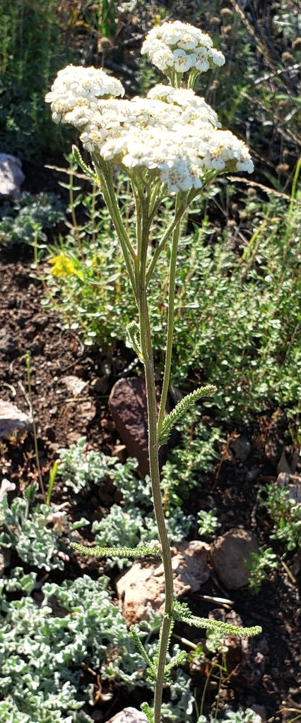 common yarrow from Kenwood, CA 95409, USA on May 29, 2022 at 05:31 PM ...