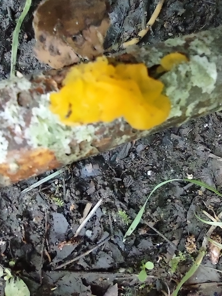 witch's butter from La Conner, WA 98257, USA on May 29, 2022 at 05:04 ...