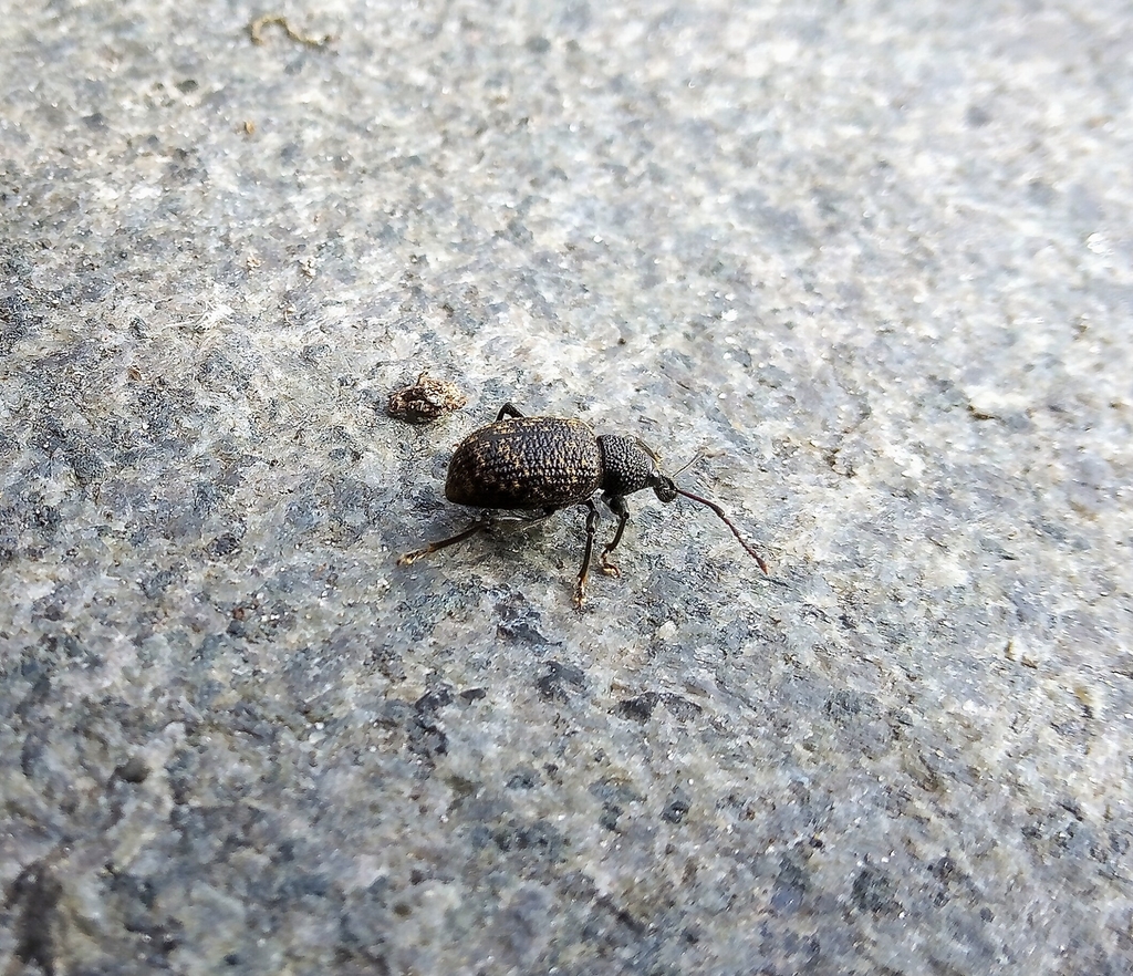 Black Vine Weevil from 9401 KW Assen, Netherlands on May 30, 2022 at 09 ...