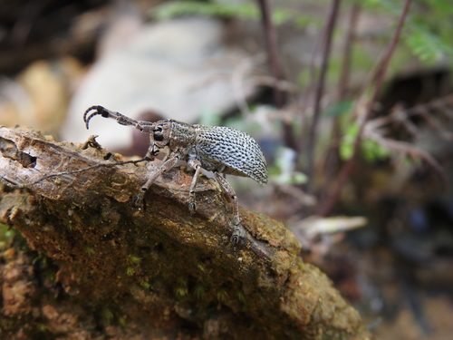 Genus Cyardium · iNaturalist