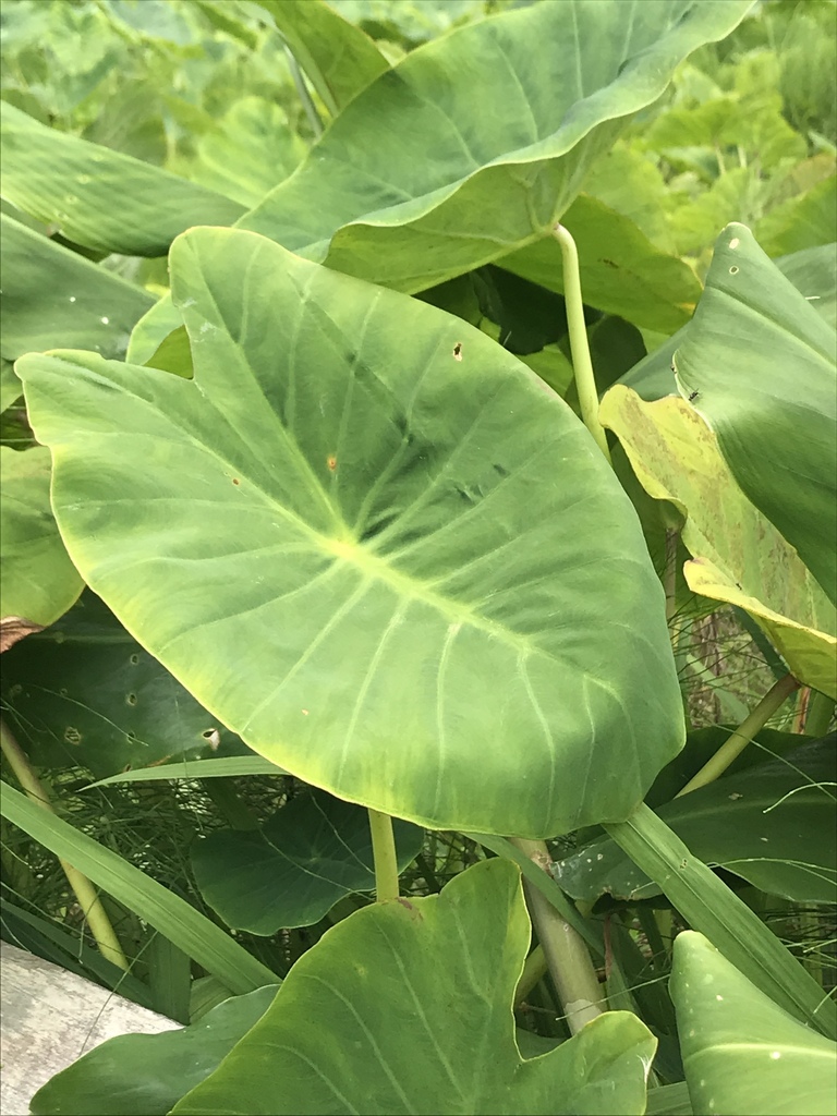 Taro from 9970, Santa Cruz das Flores, Isola di Flores, PT on June 23 ...