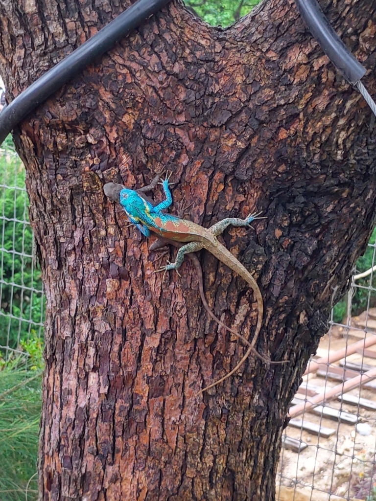 Sagaing Blue Crested Agama from Hong Kong Disneyland Resort, Lantau ...