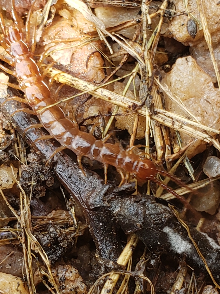 Brown Centipede from Necedah, WI, USA on May 29, 2022 at 03:37 PM by ...