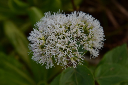 Eupatorium hualienense · iNaturalist