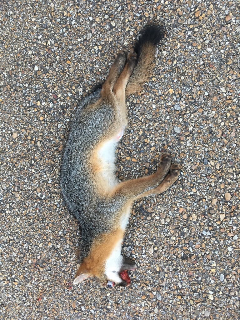 Gray Fox from 78154–78210 Highway 1077, Folsom, LA, US on June 23, 2018 ...