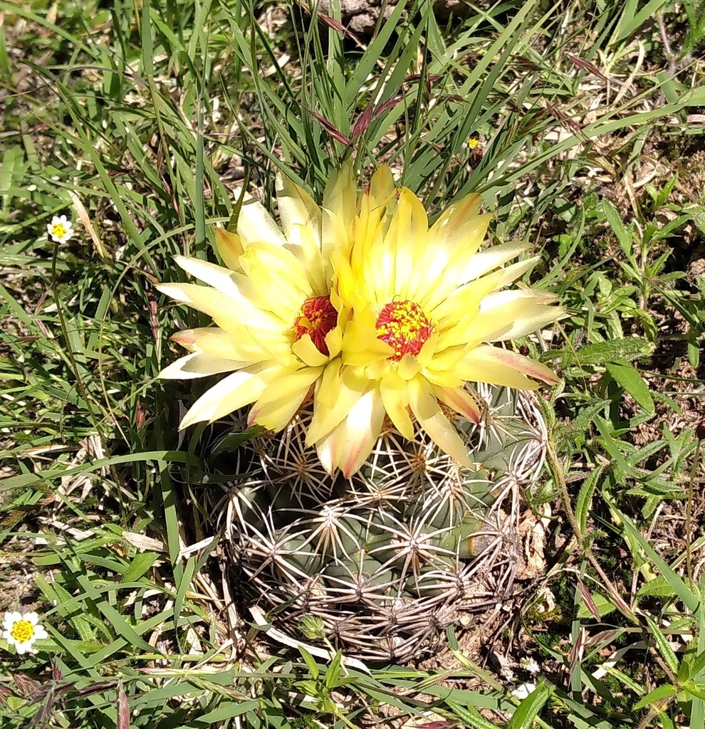 Coryphantha retusa in September 2020 by Gustavo Zárate Huerta · iNaturalist