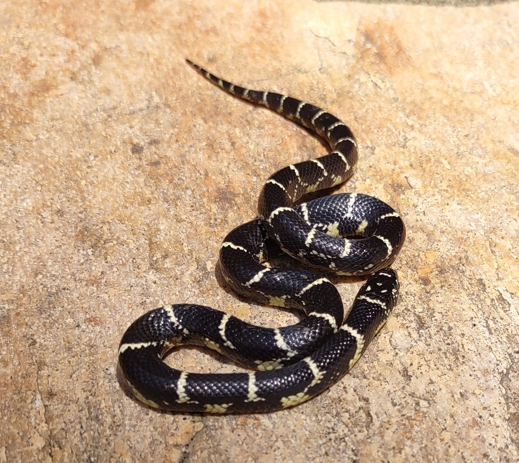 Gimkit - live learning game show