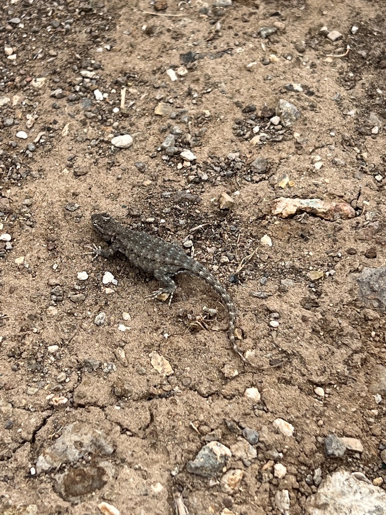 Western Fence Lizard from Quincy, WA, US on May 29, 2022 at 11:46 AM by ...