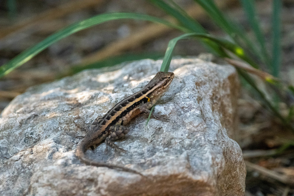 Rose-bellied Lizard from Hidalgo County, TX, USA on May 16, 2022 at 06: ...