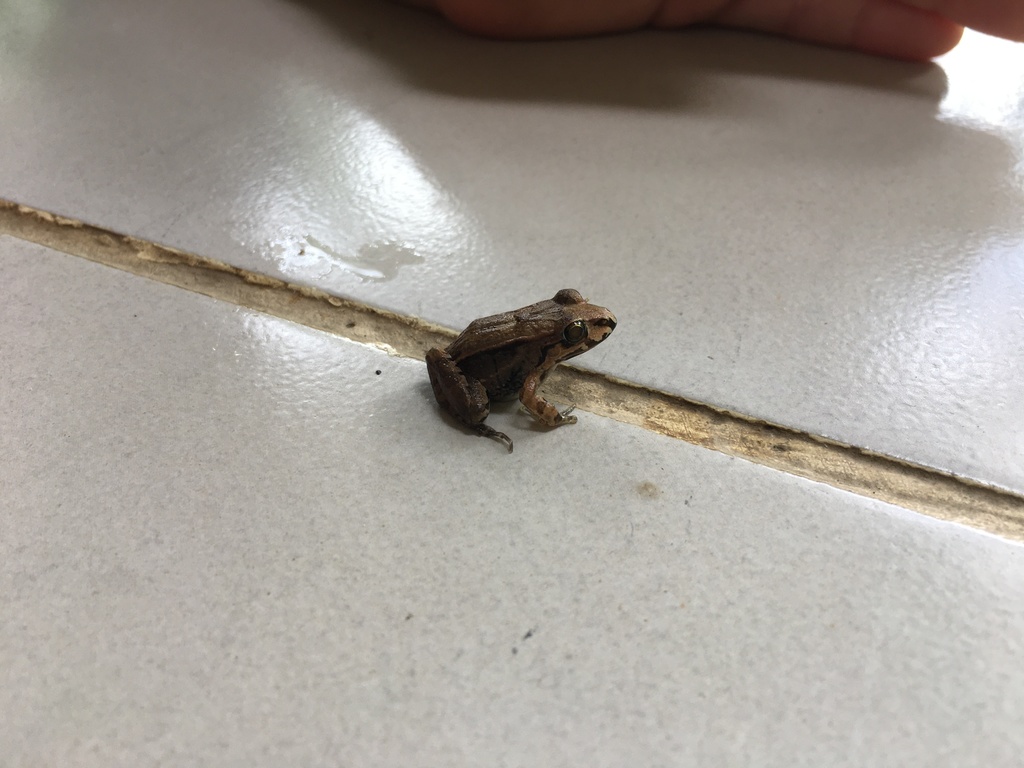 Savage's Thin-toed Frog from Nicoya, Guanacaste, CR on May 30, 2022 at ...