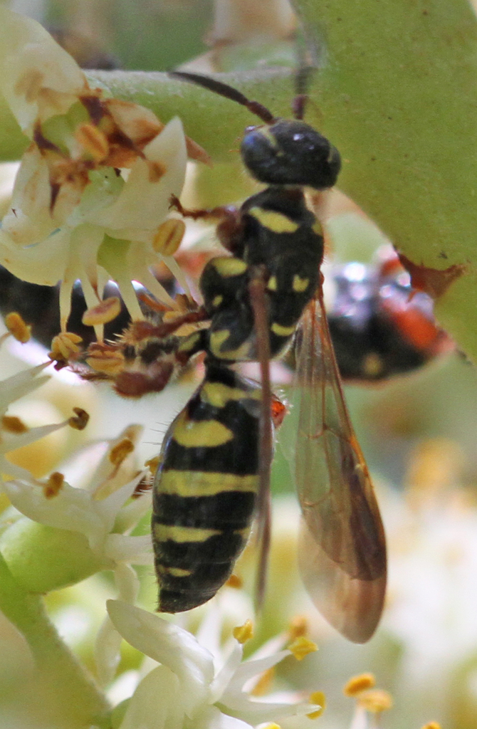New World Banded Thynnid Wasps from Wekiva Springs, FL 32779, USA on ...
