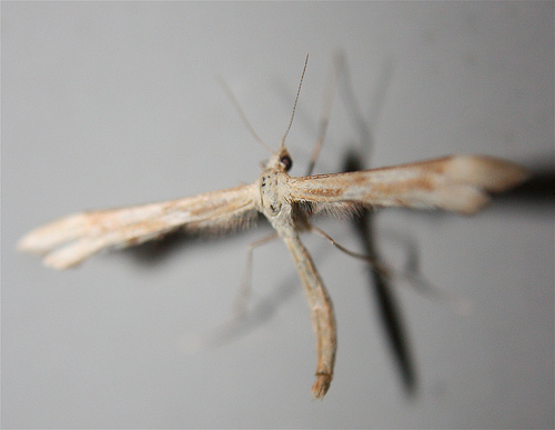 Yarrow Plume Moth from Kalamazoo County, US-MI, US on June 8, 2008 by ...