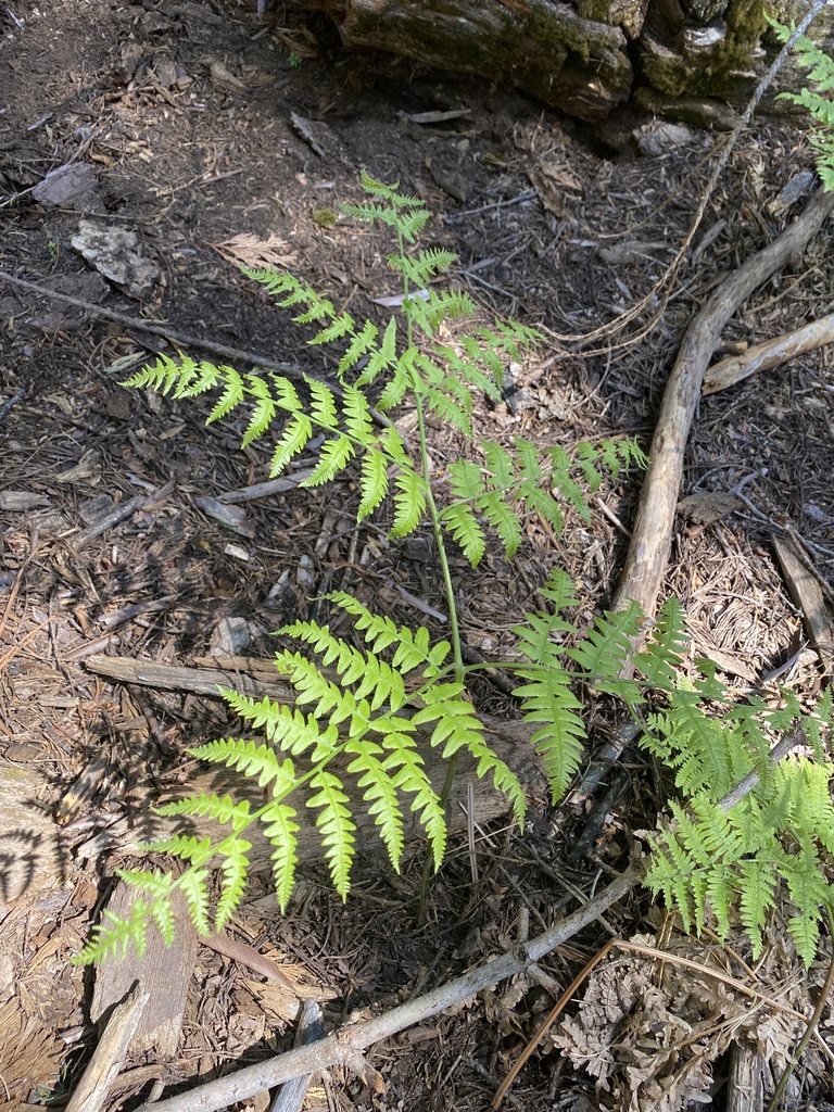 common bracken from Sierra National Forest, Oakhurst, CA, US on May 30 ...