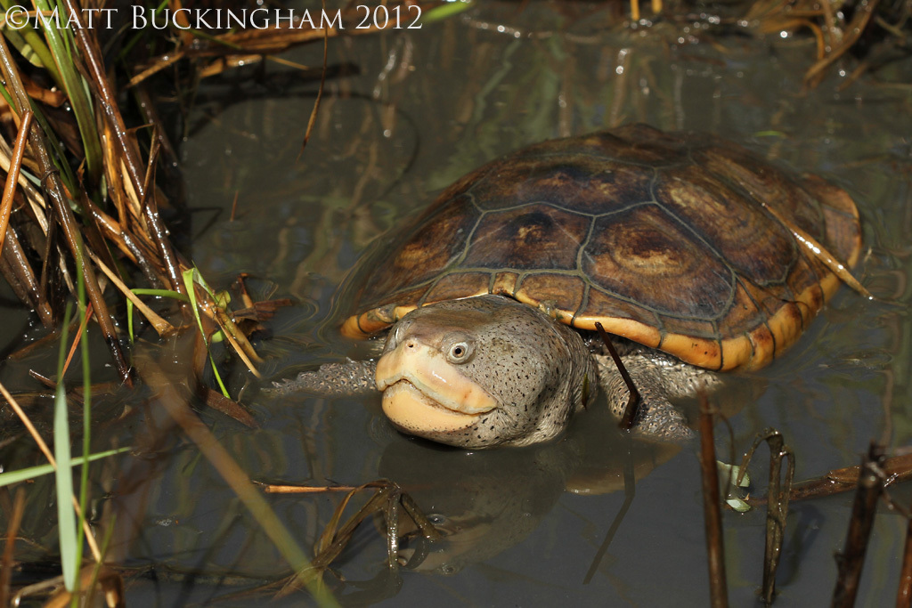 Texas Diamondback Terrapin (Malaclemys terrapin littoralis) - Marine ...
