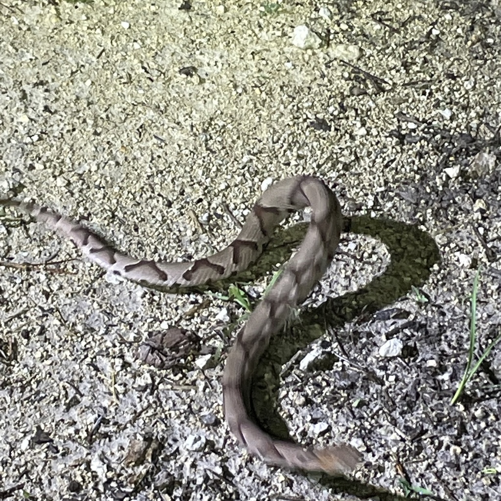 Eastern Copperhead from Francis Marion National Forest, Jamestown, SC ...