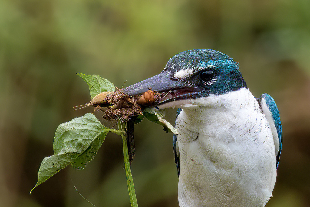 Collared Kingfisher from Almeria, Biliran, Philippines on March 09 ...