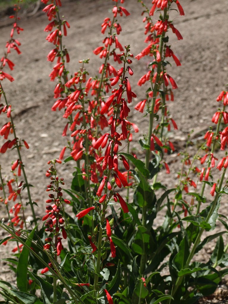 firecracker penstemon from Archuleta County, CO, USA on June 21, 2010 ...
