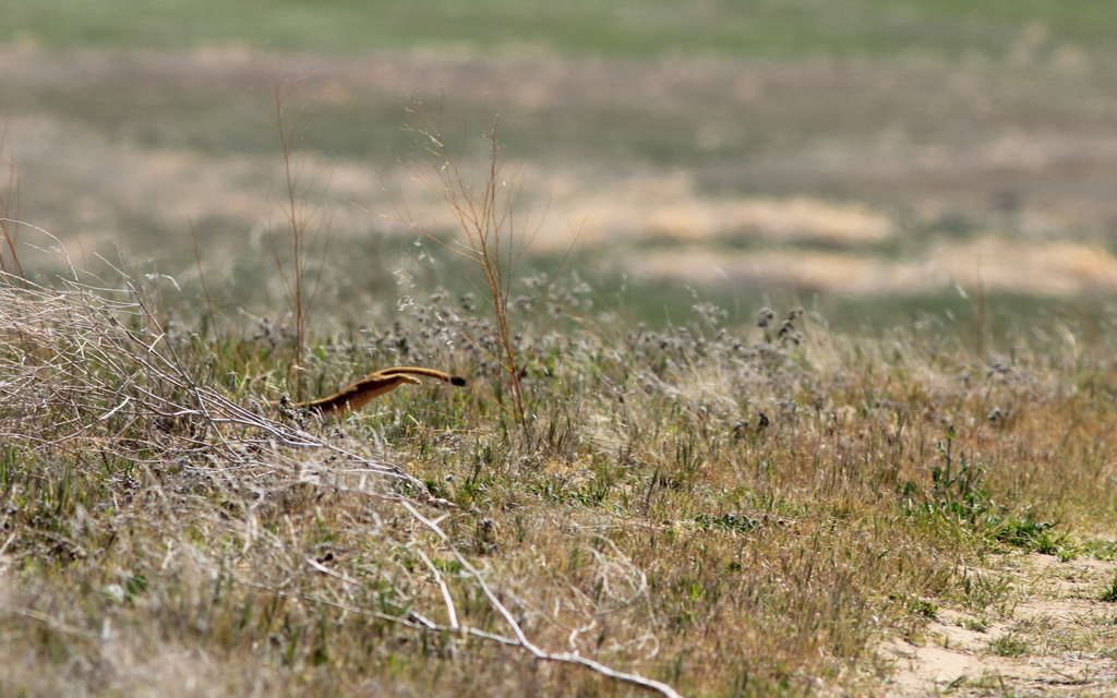Long-tailed Weasel from Carrizo Plains National Monument, Painted Rock ...