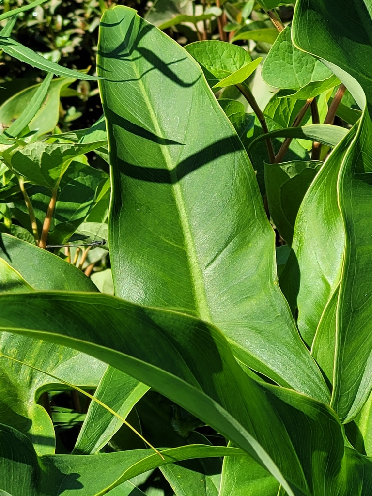 Green Arrow Arum from East Columbus, Columbus, GA 31907, USA on May 30 ...